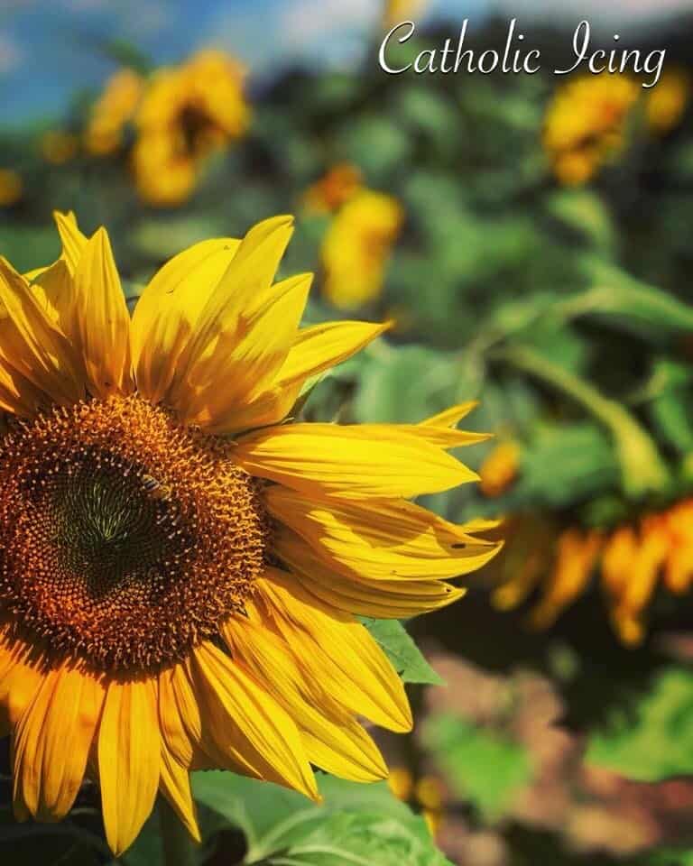 The Catholic Icing Divorce… Lacy Rabideau or Lacy Lynch?